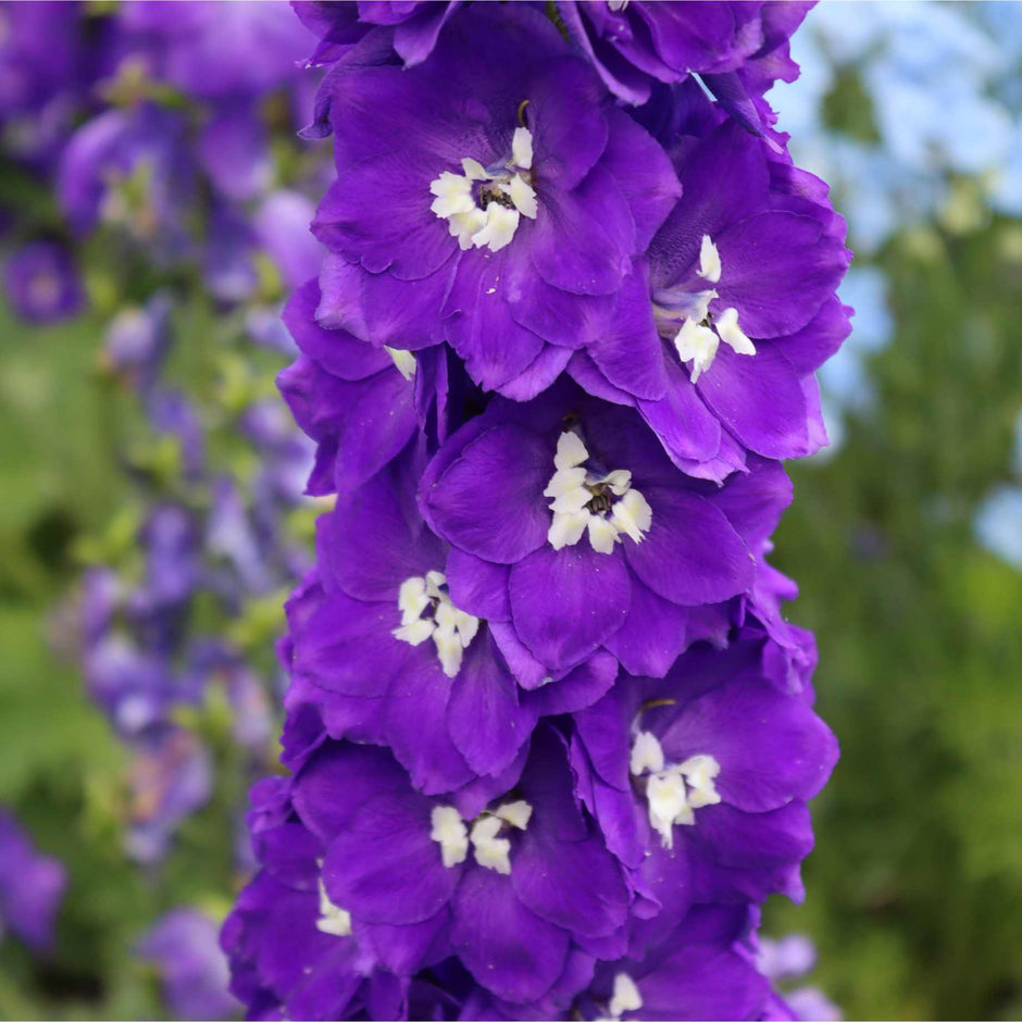 How to Grow Delphiniums: A Complete Care Guide – Roots Plants