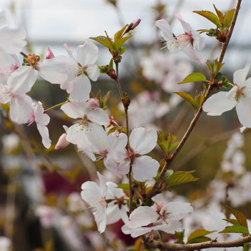 'The Bride' Cherry Blossom Tree | Prunus incisa – Roots Plants