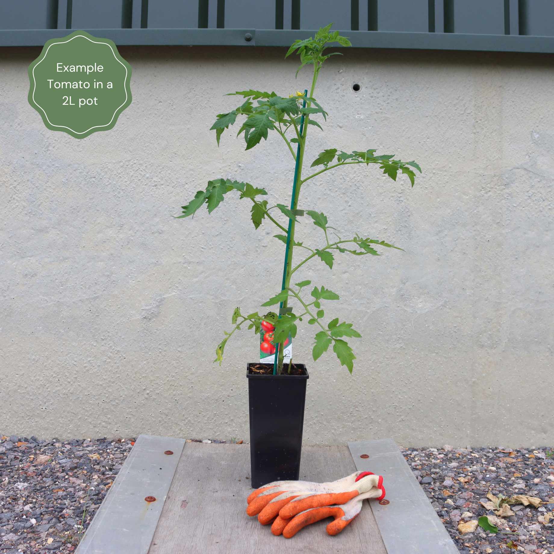 'Tumbling Tom Yellow' Tomato Plants – Roots Plants