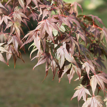 Purple Japanese Maple Tree | Acer palmatum 'Atropurpureum' – Roots Plants