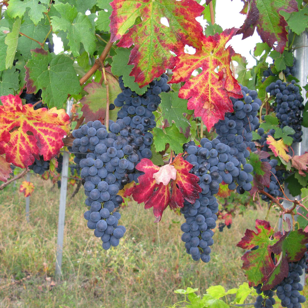 Teinturier Grape | Vitis vinifera 'Purpurea' – Roots Plants