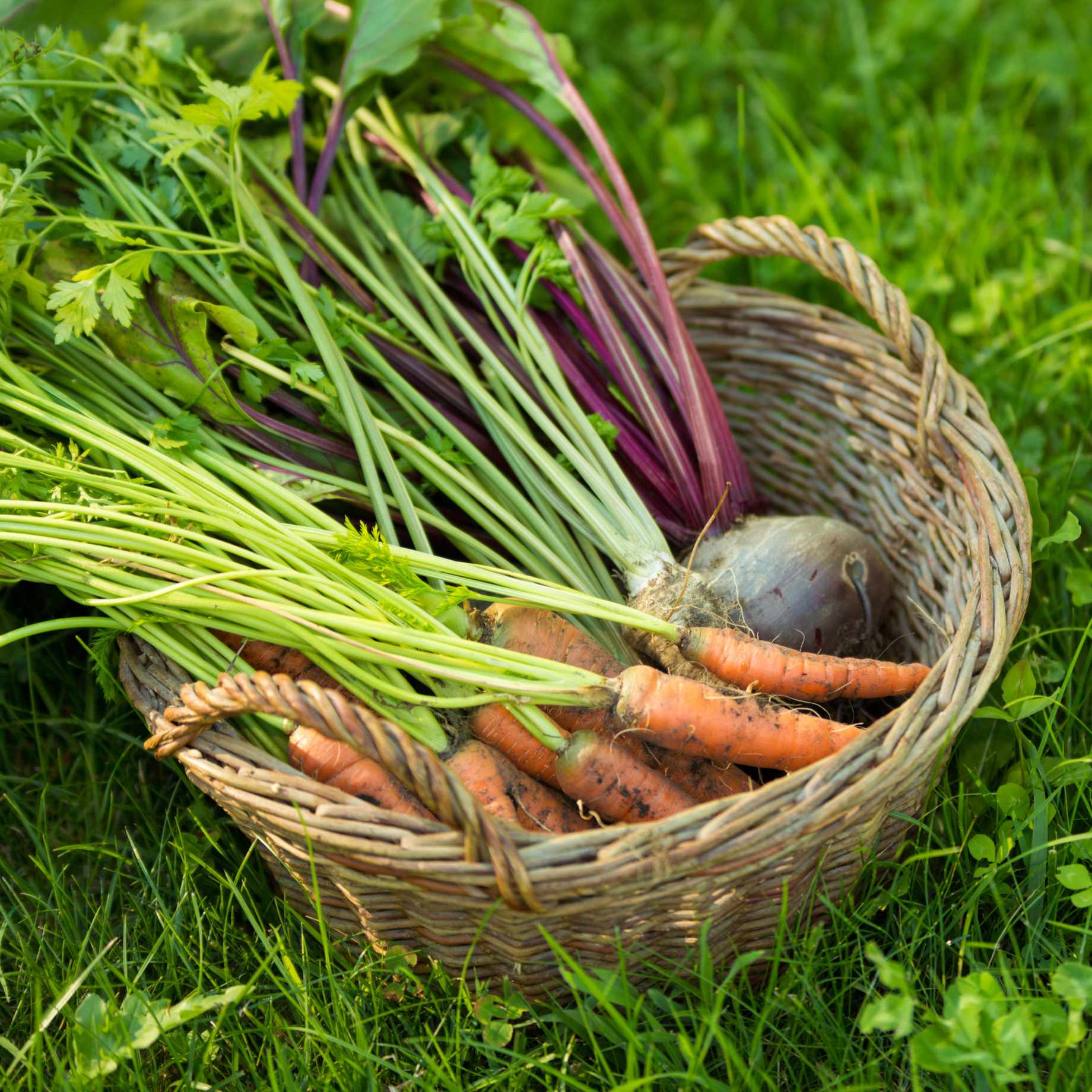 Colourful Vegetable Plants – Roots Plants