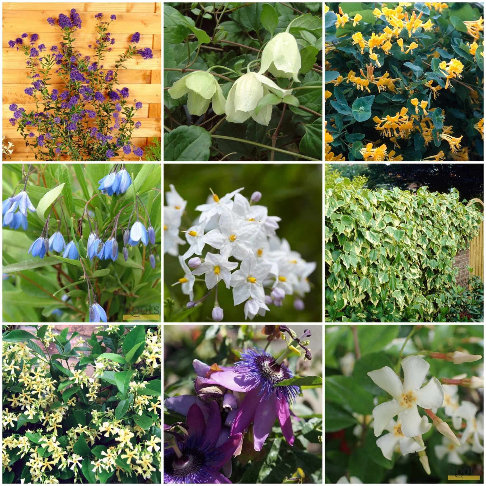 Evergreen Climbers Collection – Roots Plants