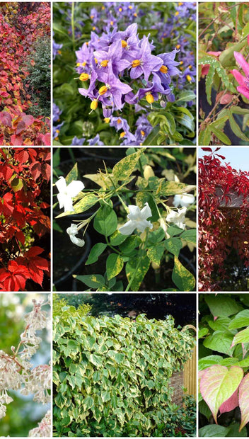 Fast Growing Climbers Collection – Roots Plants