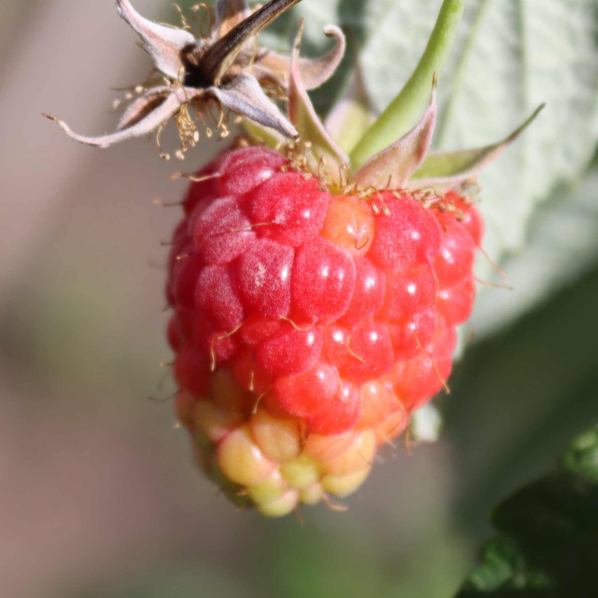 'Tulameen' Raspberry Plants – Roots Plants