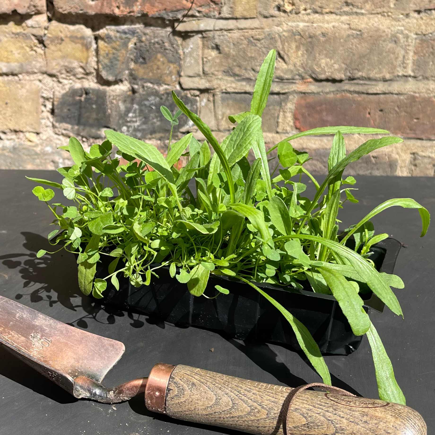 Bee & Butterfly Friendly Wildflower Meadow Plugs – Roots Plants