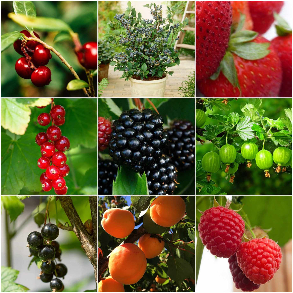 Jam Maker's Fruit Plants Collection | Allotment in a Box - Roots Plants