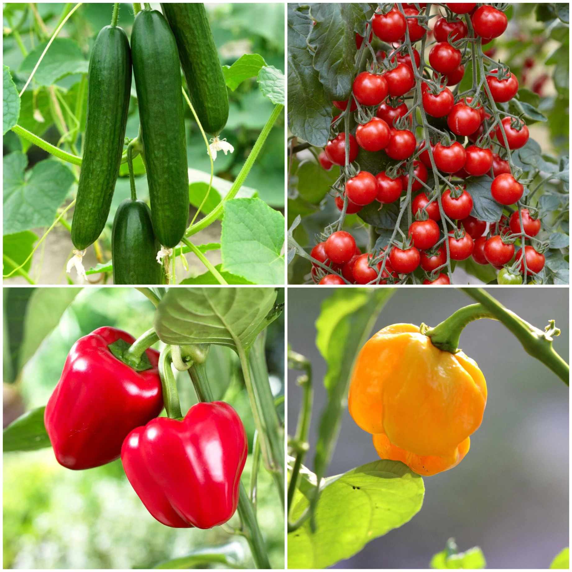 Ultimate Grafted Vegetables | Grower's Choice – Roots Plants