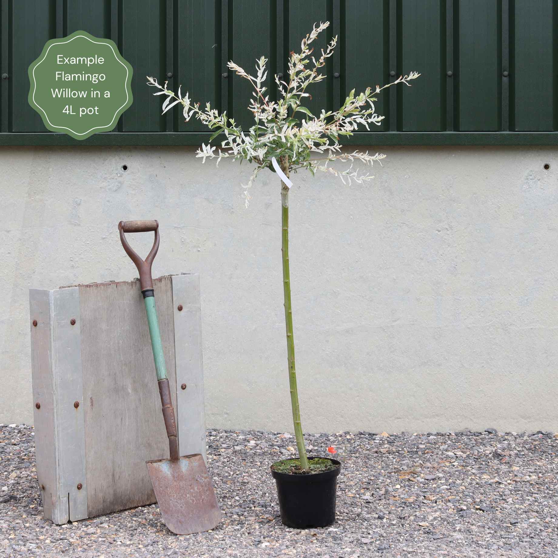 Flamingo Willow Tree | Salix Integra 'Hakuro-Nishiki' – Roots Plants