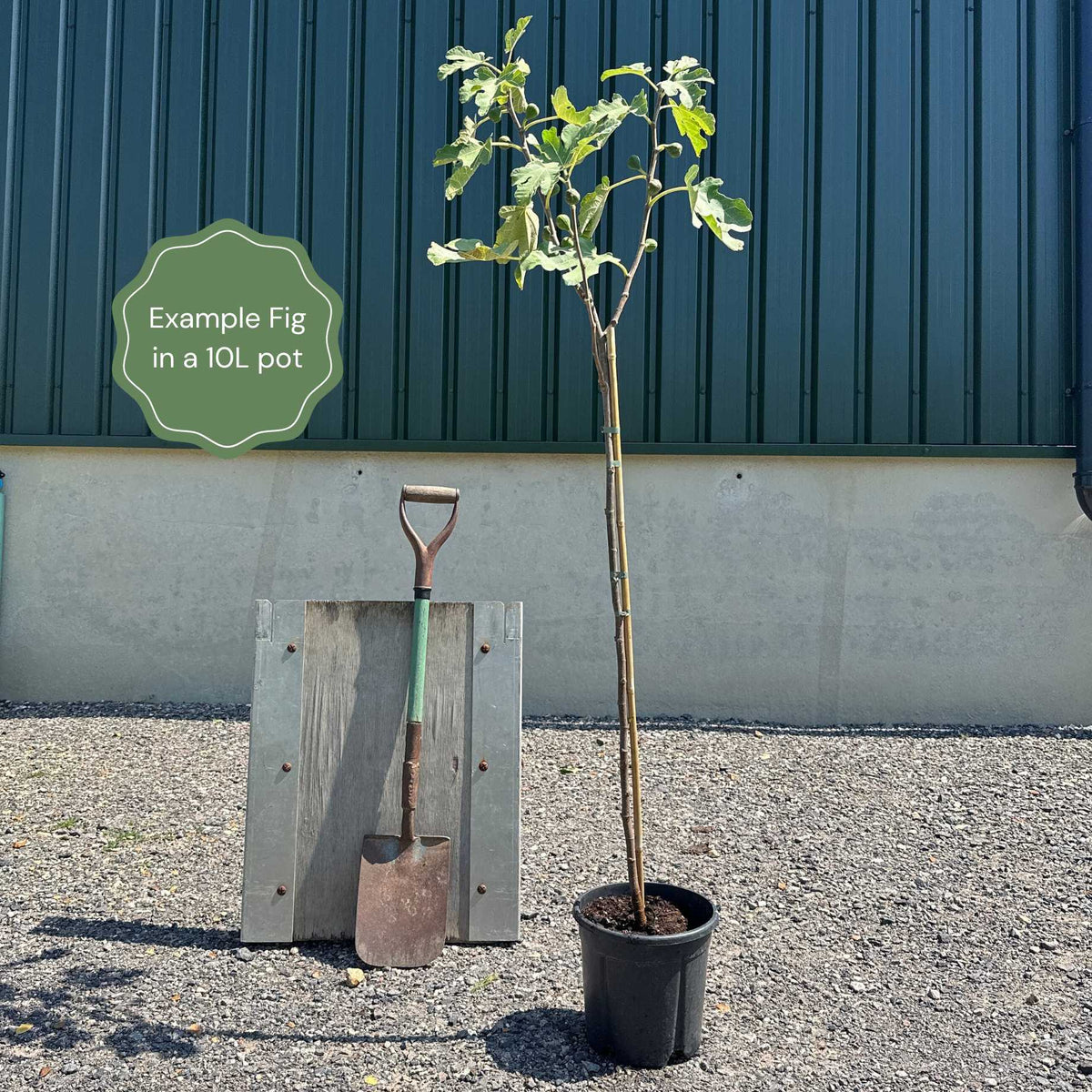 Half-Standard Fig Tree – Roots Plants