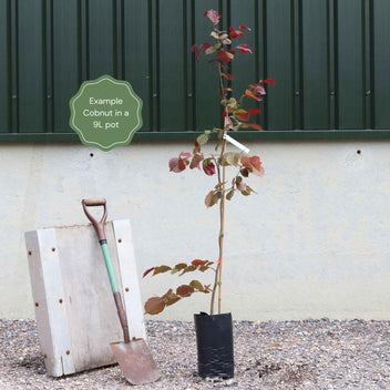 'Kentish Cob' Hazelnut Tree – Roots Plants