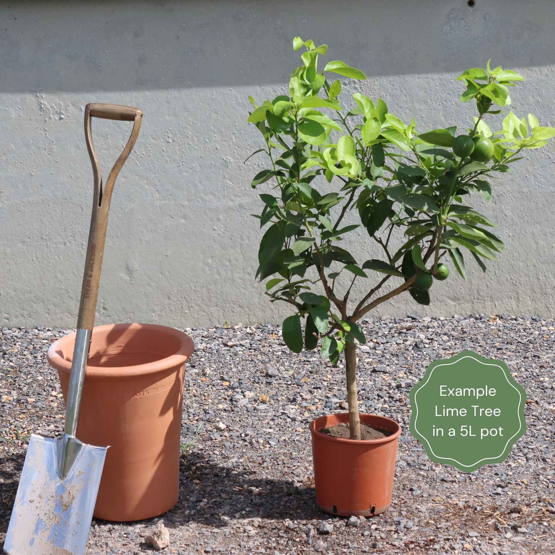 Patio Citrus Tree Collection – Roots Plants