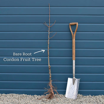 Cordon Cherry Tree – Roots Plants