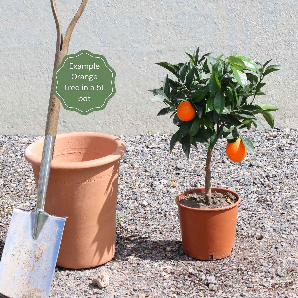 Patio Orange Tree | Sweet Orange – Roots Plants