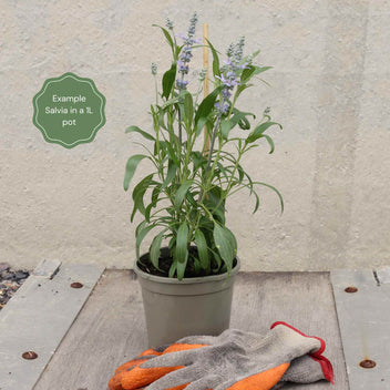 Salvia 'Merleau Blue' – Roots Plants