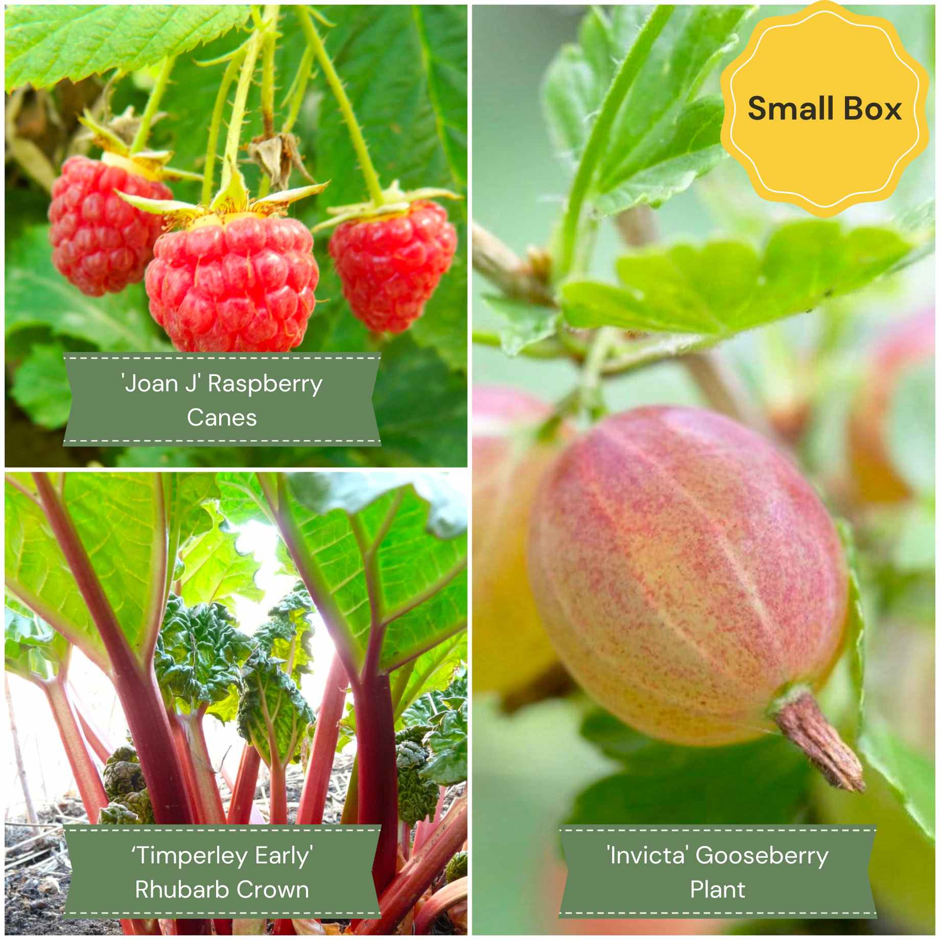 Fruit Plants for Beginners | Allotment in a Box - Roots Plants