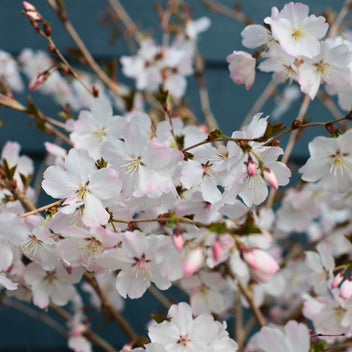 'The Bride' Cherry Blossom Tree | Prunus incisa – Roots Plants