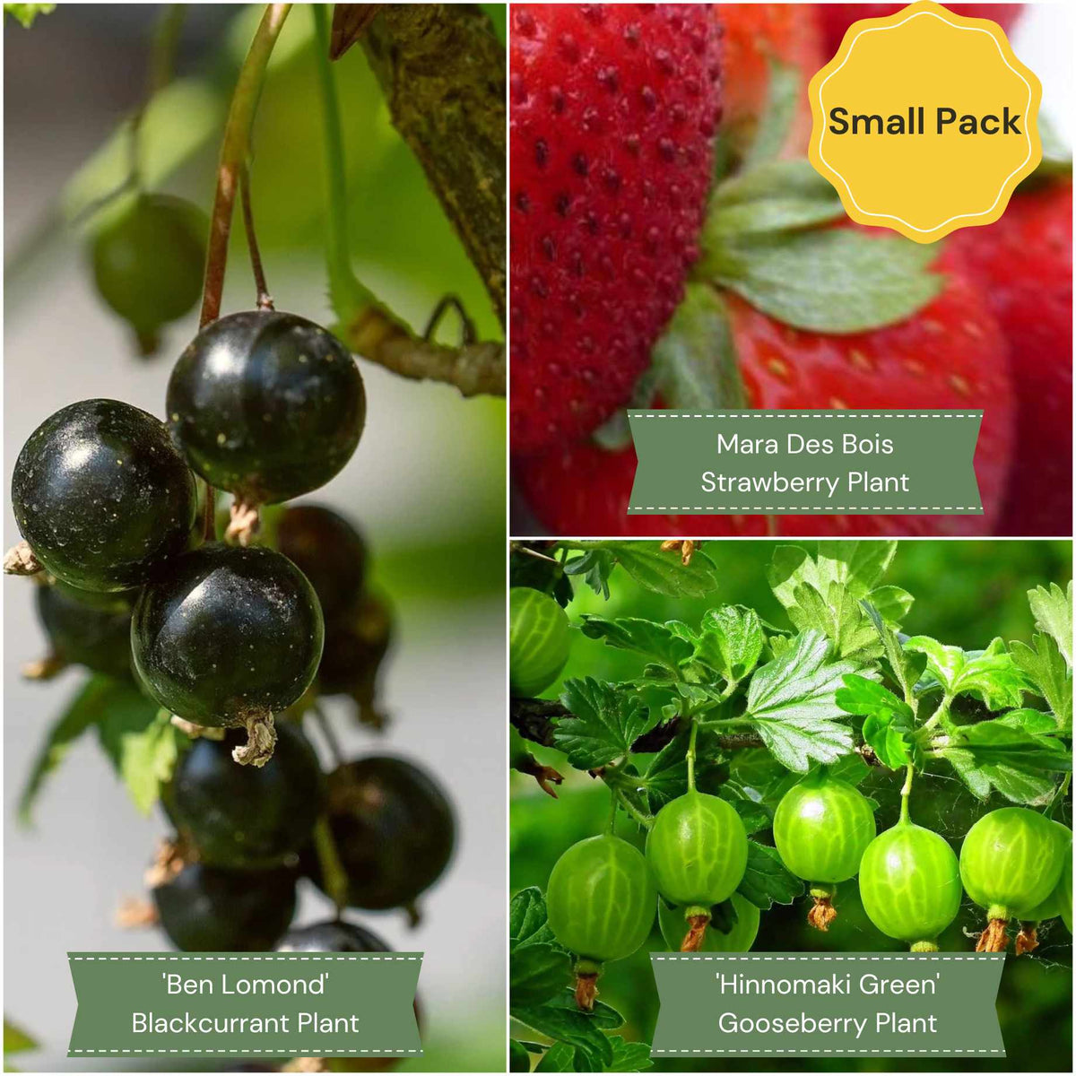 Jam Maker's Fruit Plants Collection | Allotment in a Box - Roots Plants