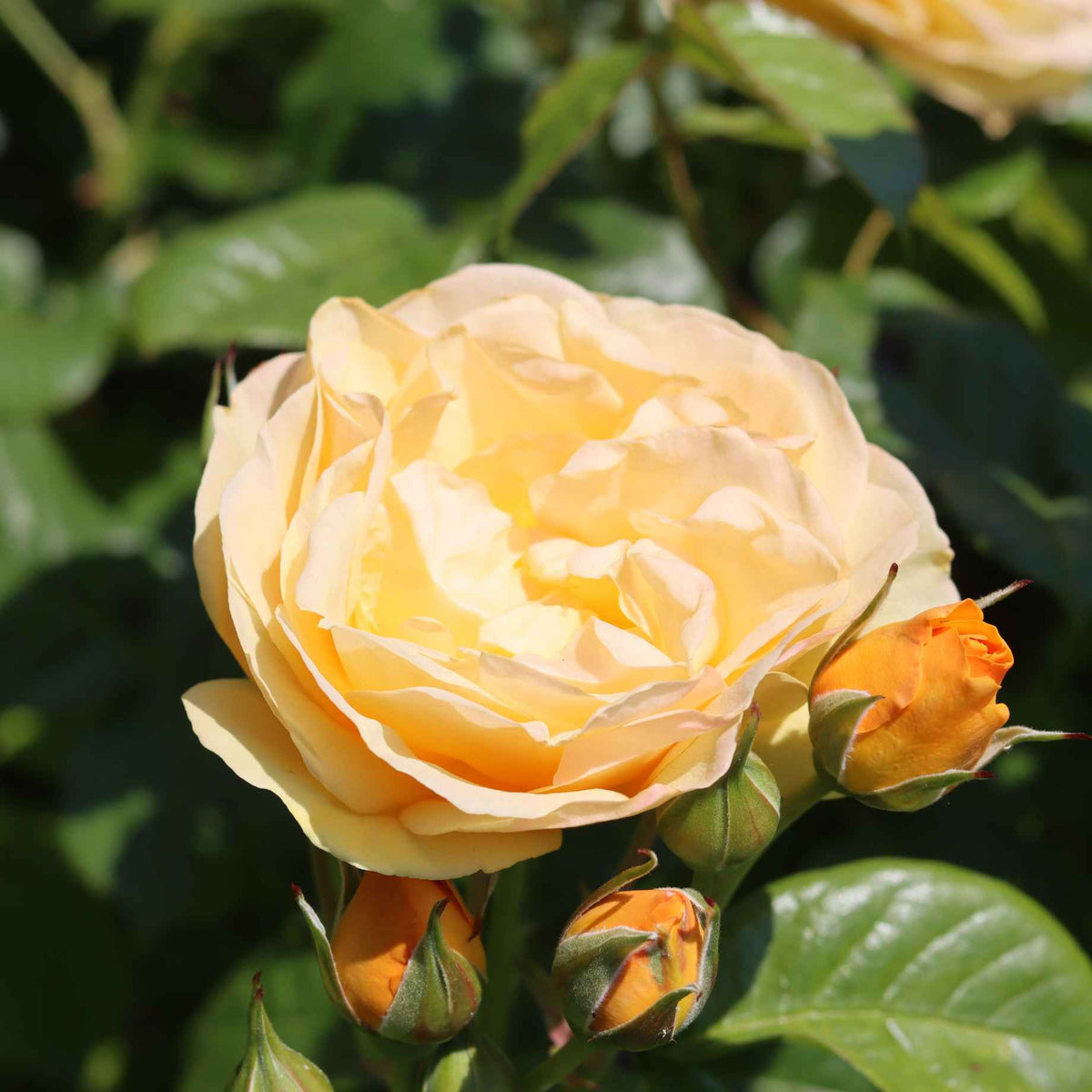 'Joyful Celebration' Hybrid Tea Rose – Roots Plants
