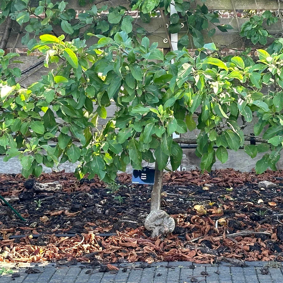 Stepover Apple Trees: The Complete Guide – Roots Plants