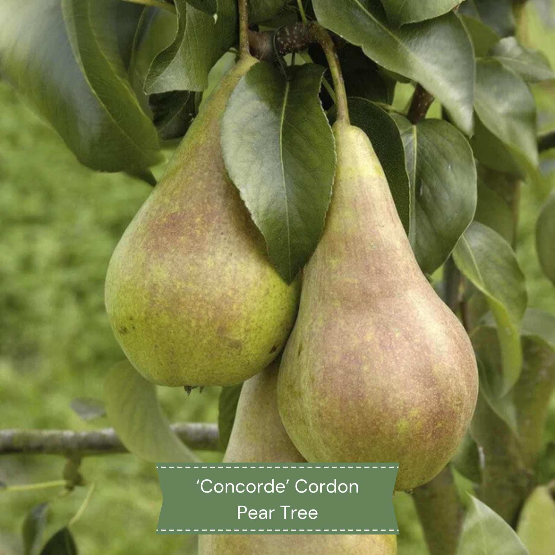 Award-Winning Cordon Fruit Tree Collection | Apple, Pear & Plum – Roots ...