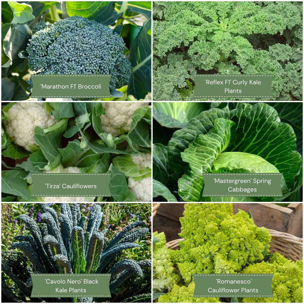 Gourmet Brassica Collection – Roots Plants