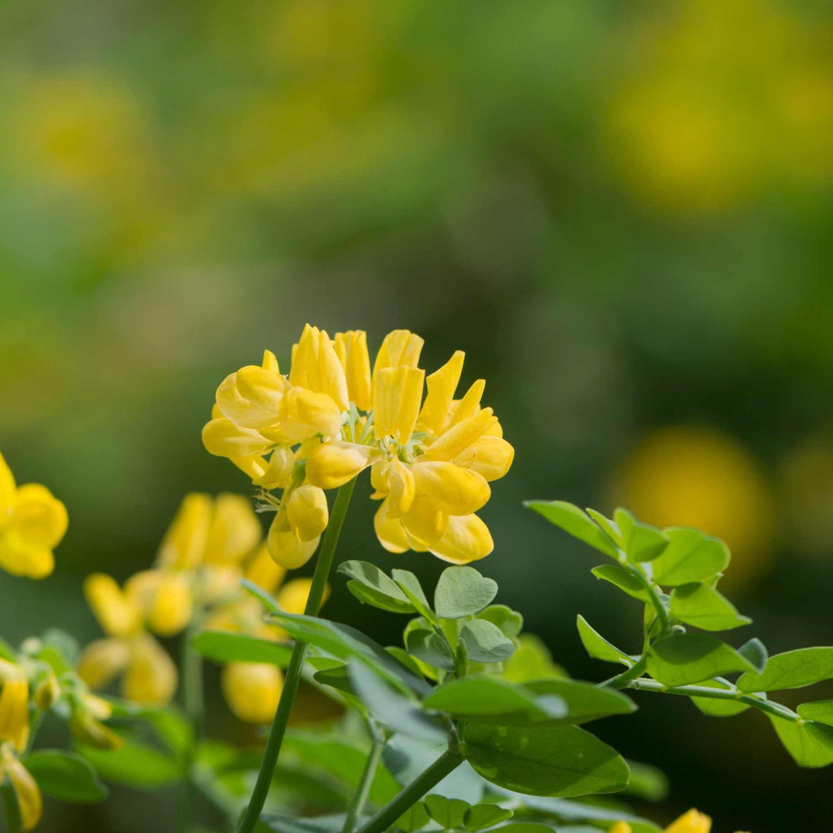 Bastard Senna | Coronilla glauca 'Citrina' – Roots Plants