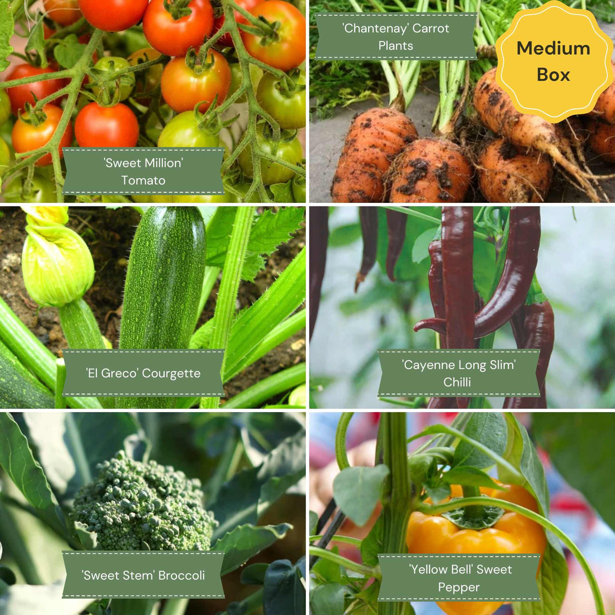 Allotment in a Box | Best Vegetables Collection – Roots Plants