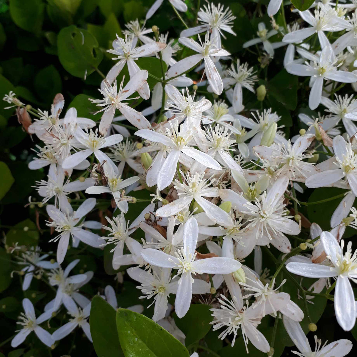 Evergreen Clematis | Clematis armandii 'Snowdrift' – Roots Plants