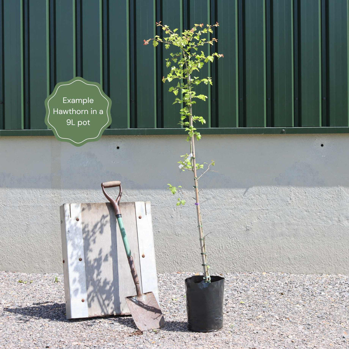 Double White Hawthorn Tree | Crataegus laevigata 'Plena' – Roots Plants