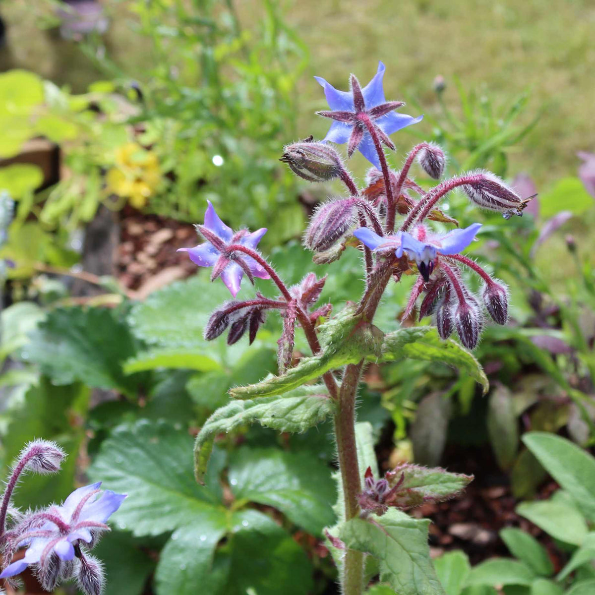 Borage Plant – Roots Plants
