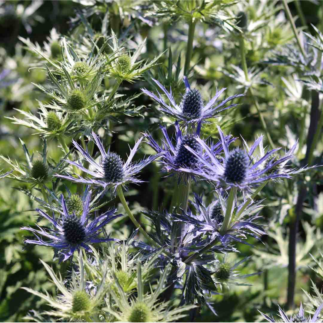Eryngium 'Big Blue' - Roots Plants