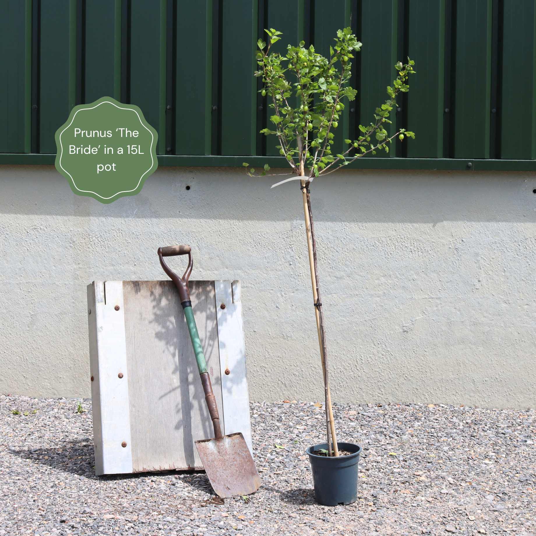 'The Bride' Cherry Blossom Tree | Prunus incisa – Roots Plants