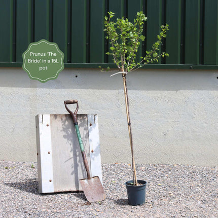 'The Bride' Cherry Blossom Tree | Prunus incisa – Roots Plants