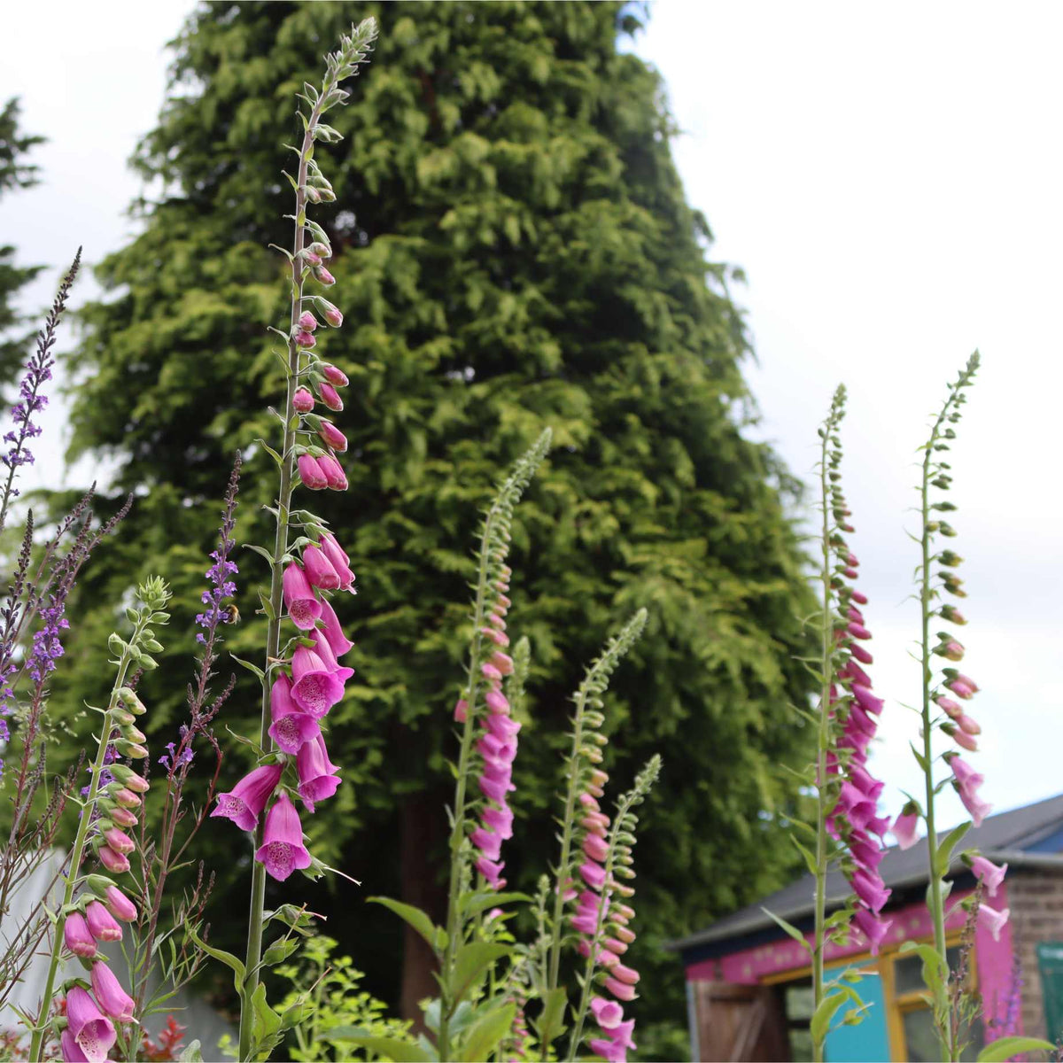 Pink Foxglove | Digitalis 'Pink Panther' – Roots Plants