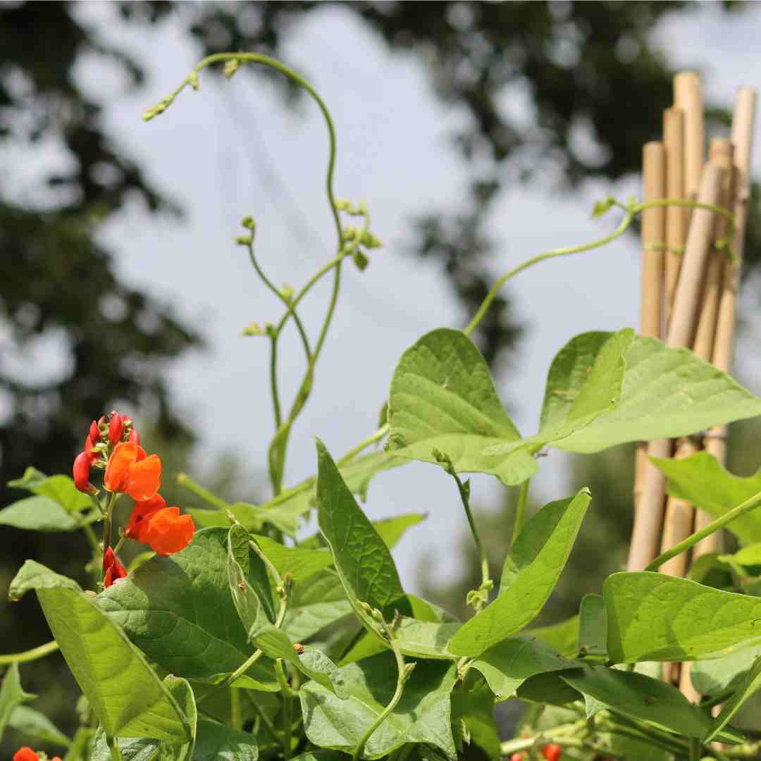 'Enorma' Runner Bean Plants – Roots Plants