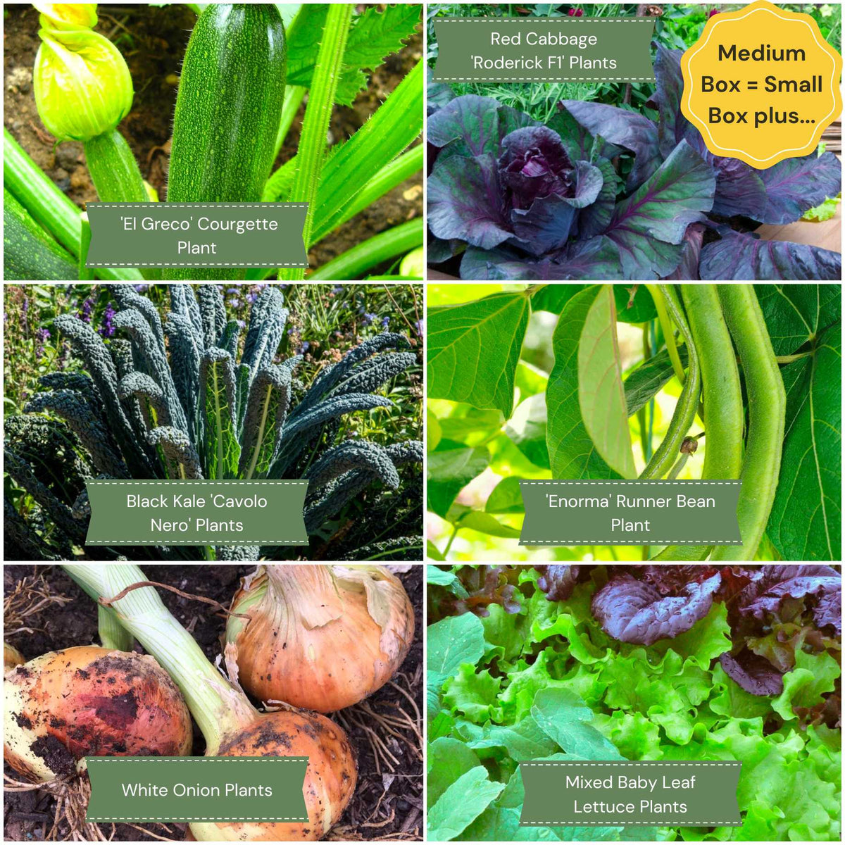 Allotment in a Box | Best Vegetables Collection - Roots Plants