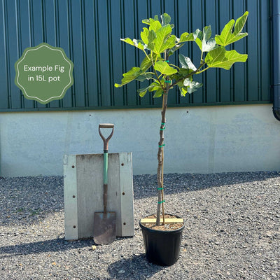Half-Standard Fig Tree – Roots Plants