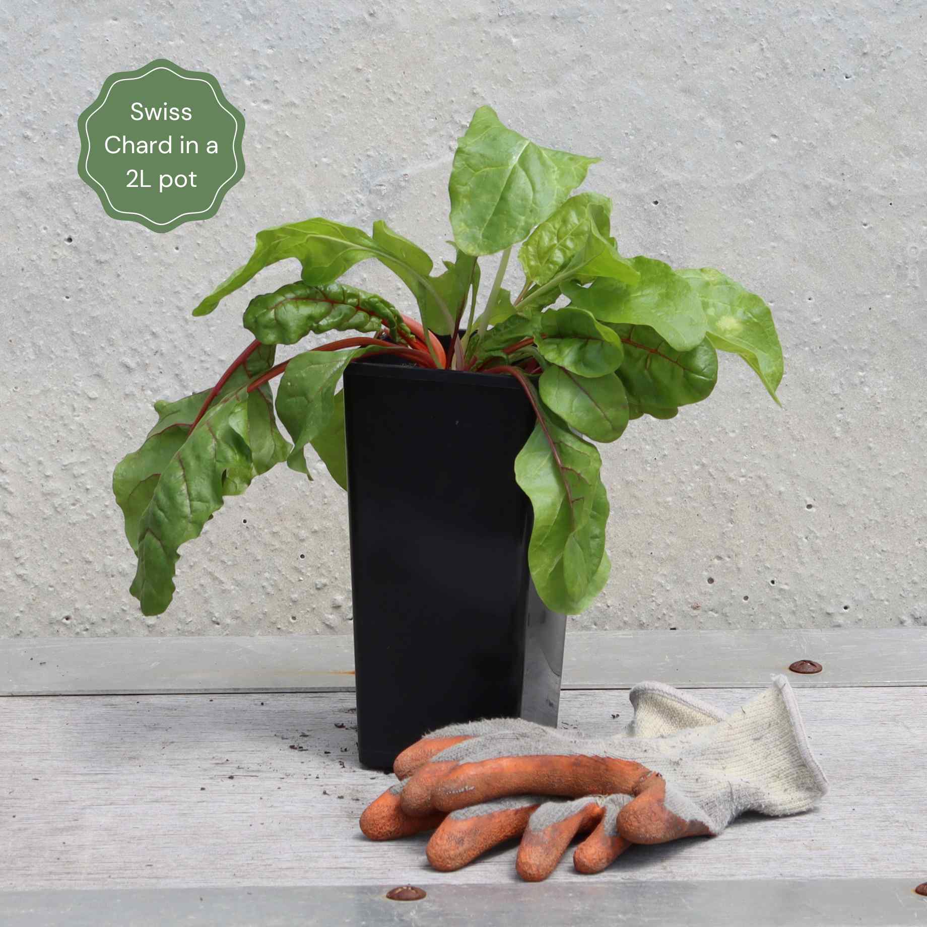 'Bright Lights' Swiss Chard Plants – Roots Plants