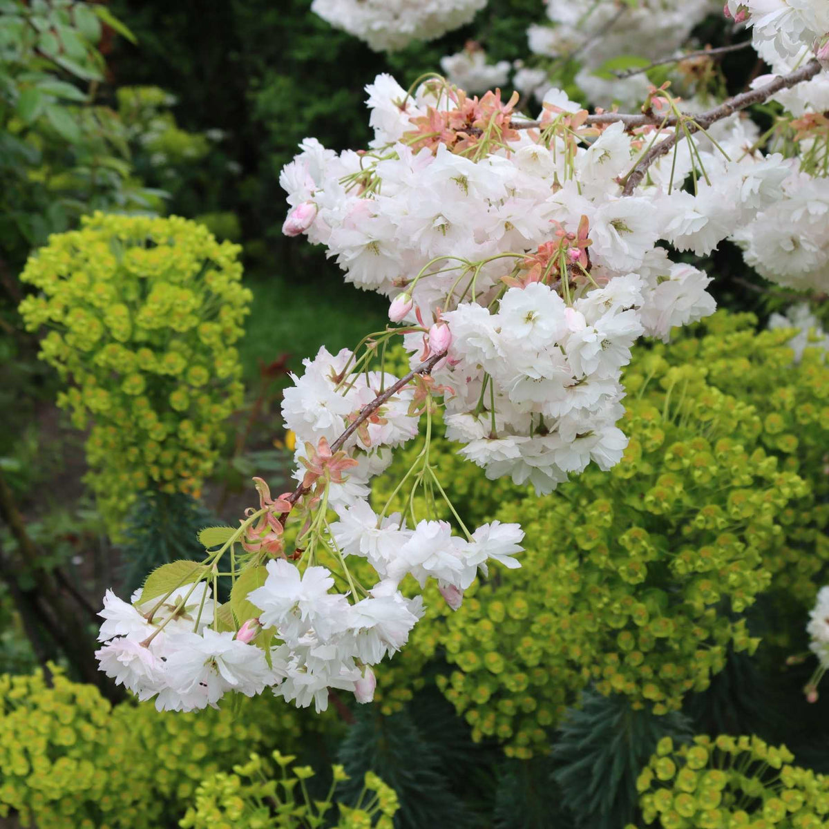 'Blushing Bride' Cherry Blossom Tree | Prunus 'Shogetsu' – Roots Plants