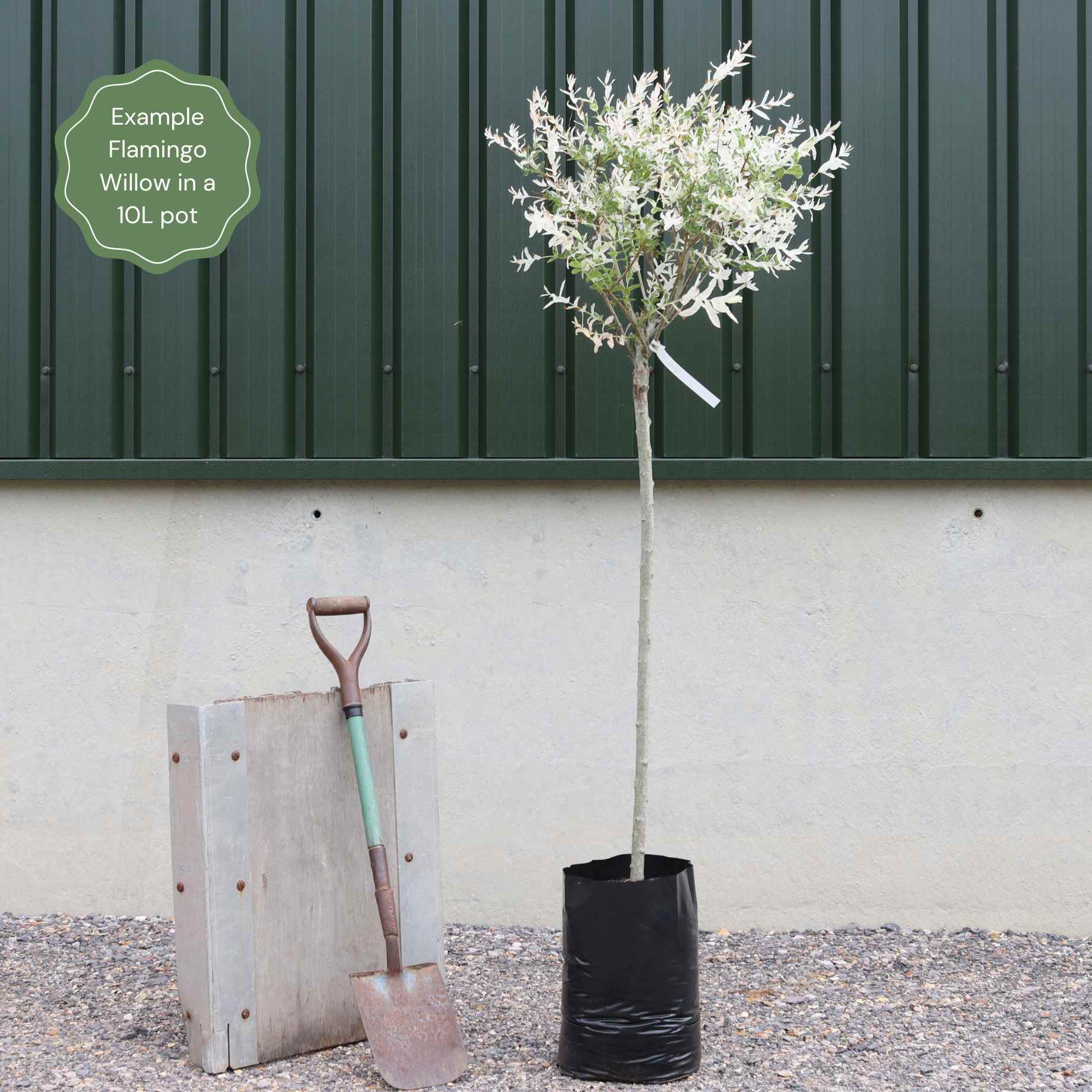 Flamingo Willow Tree | Salix Integra 'Hakuro-Nishiki' – Roots Plants