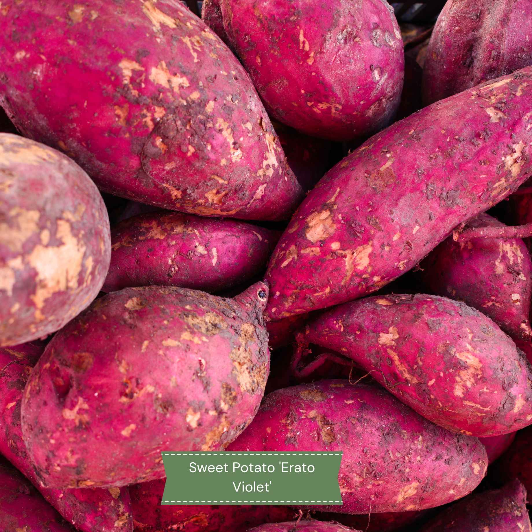 Best Sweet Potato Plants | Grower's Choice – Roots Plants