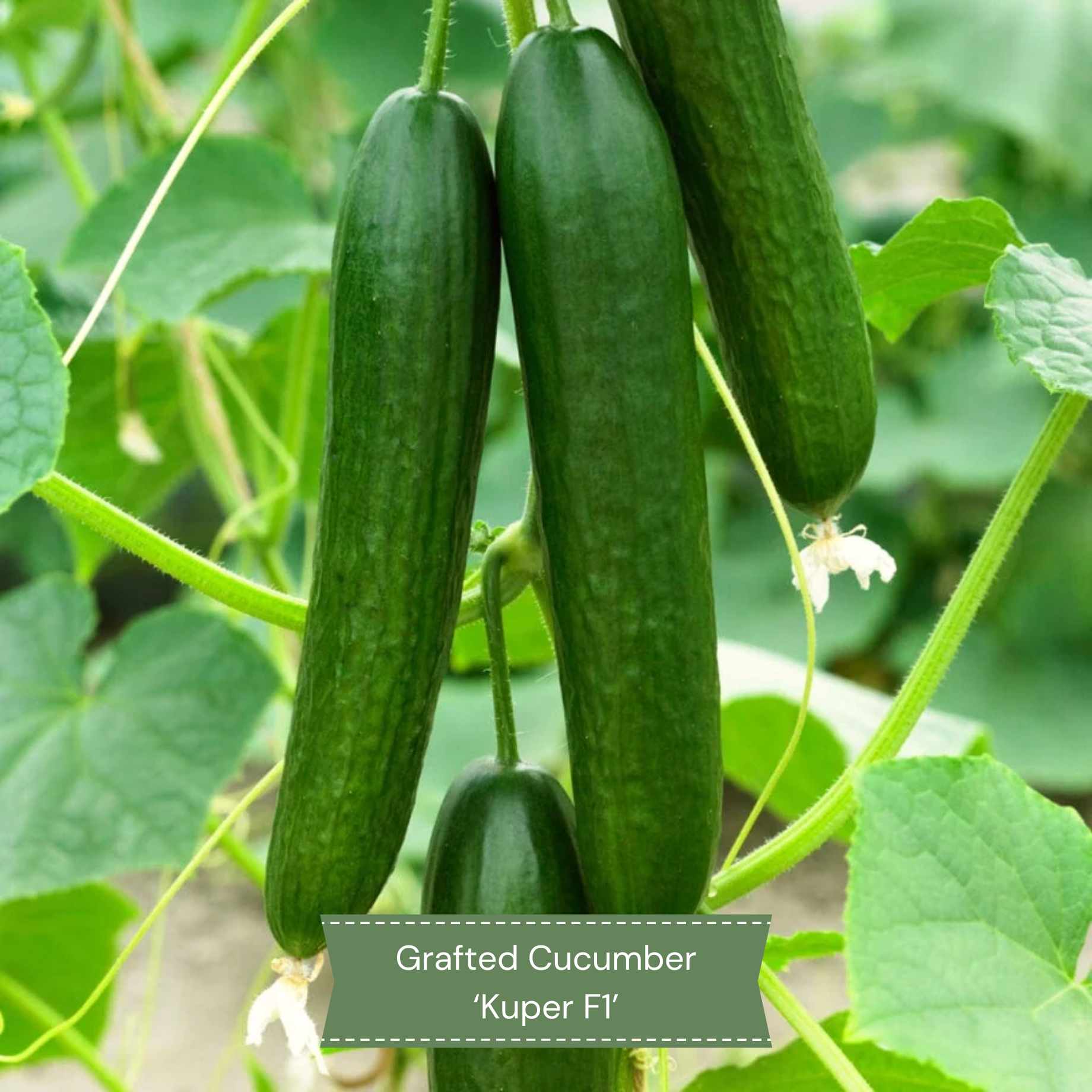 Ultimate Grafted Vegetables | Grower's Choice – Roots Plants