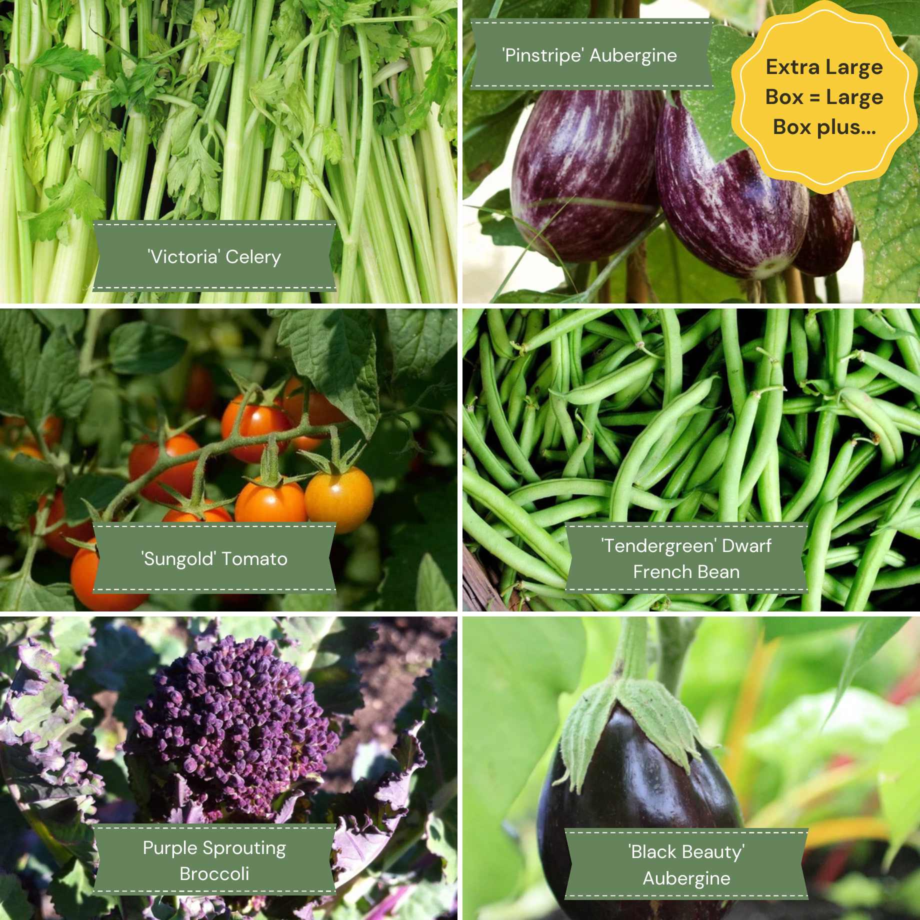 Allotment in a Box | Best Vegetables Collection – Roots Plants