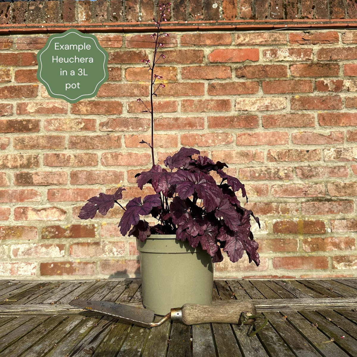 Heuchera 'Wildberry' – Roots Plants