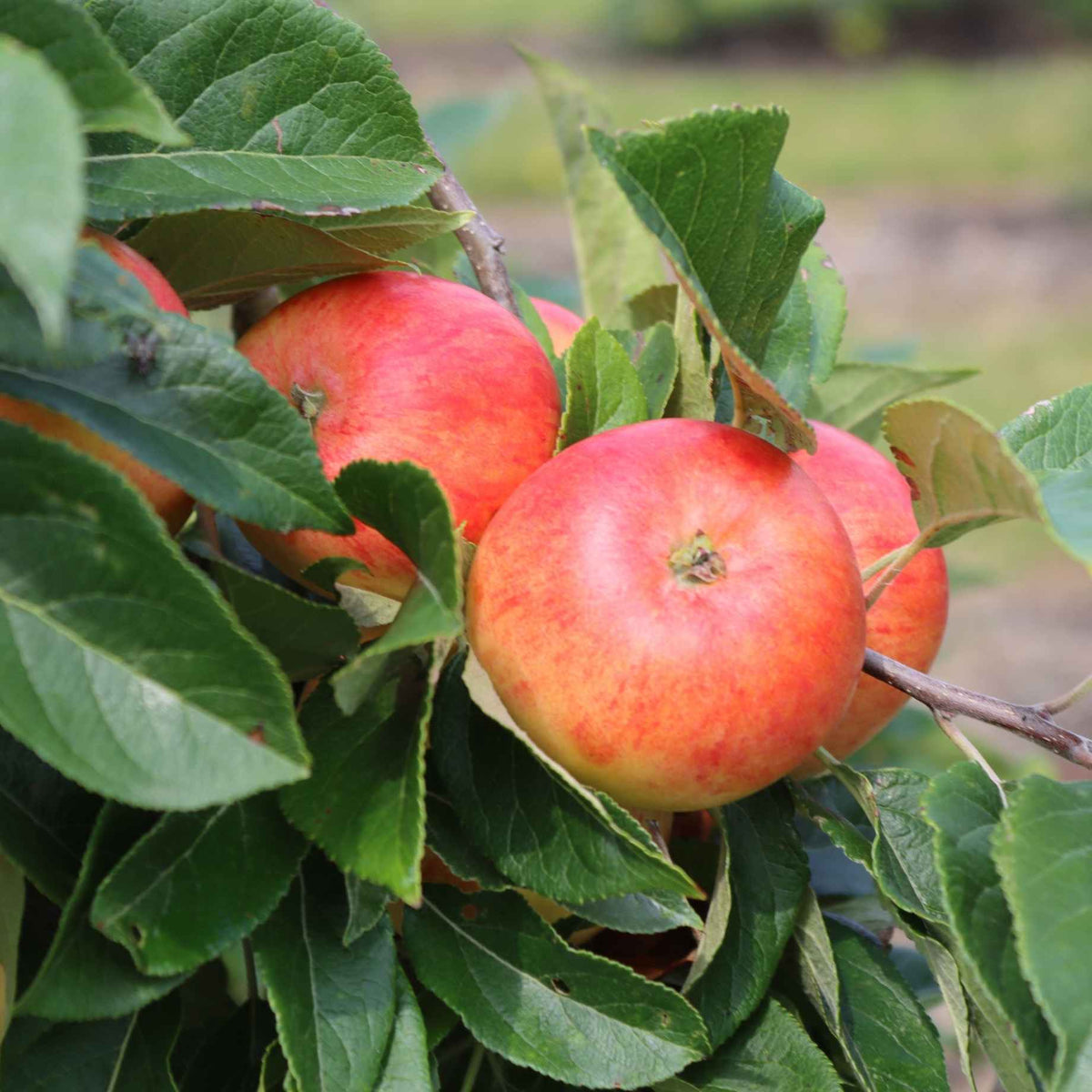 'Elstar' Apple Tree – Roots Plants