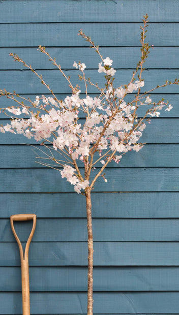 'The Bride' Cherry Blossom Tree | Prunus incisa – Roots Plants
