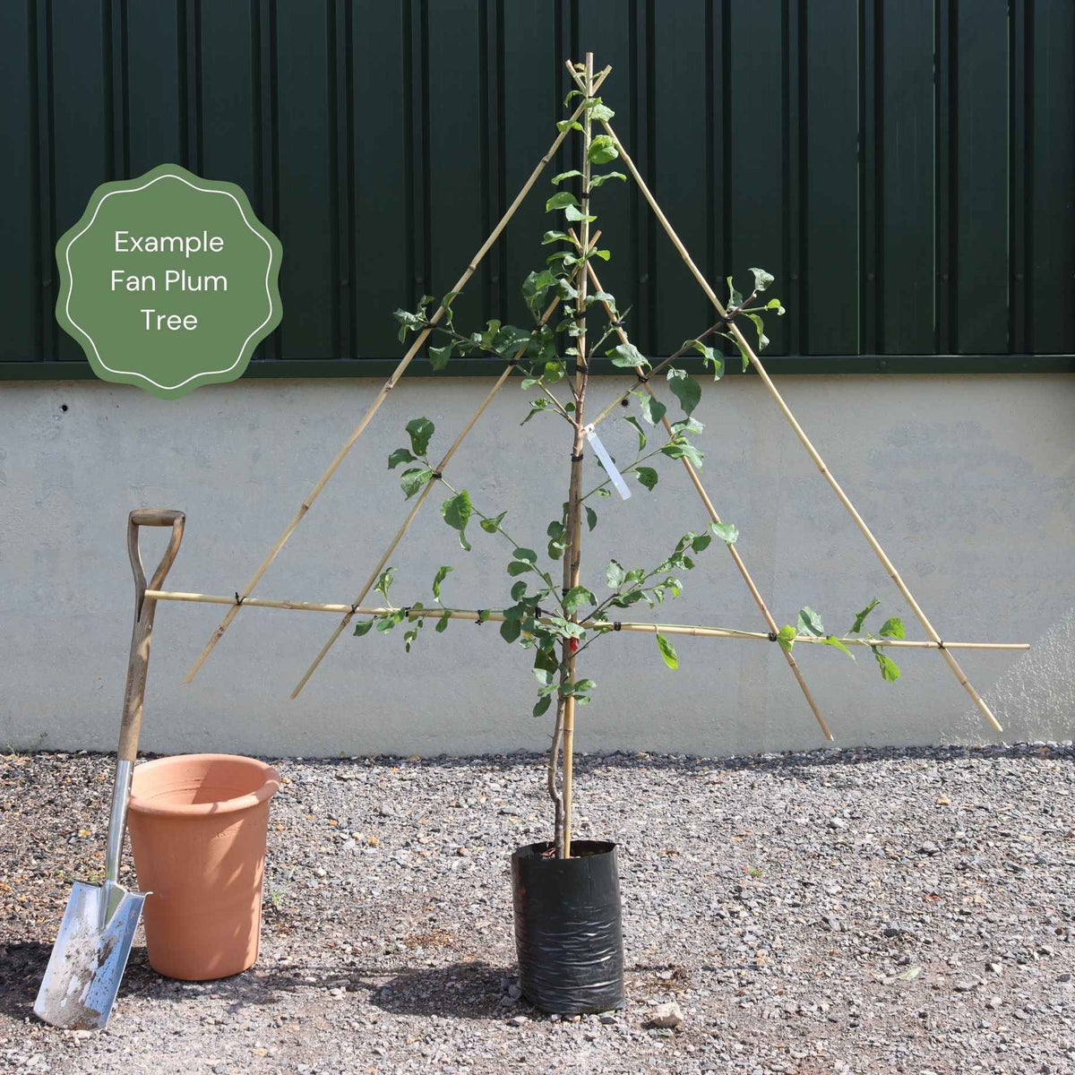 Fan-Trained Plum Tree – Roots Plants