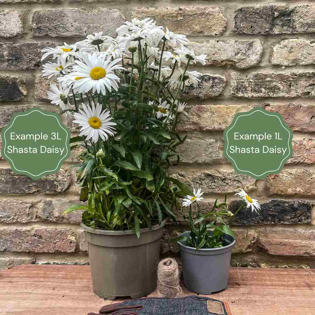 Leucanthemum 'Madonna' | Shasta Daisy – Roots Plants