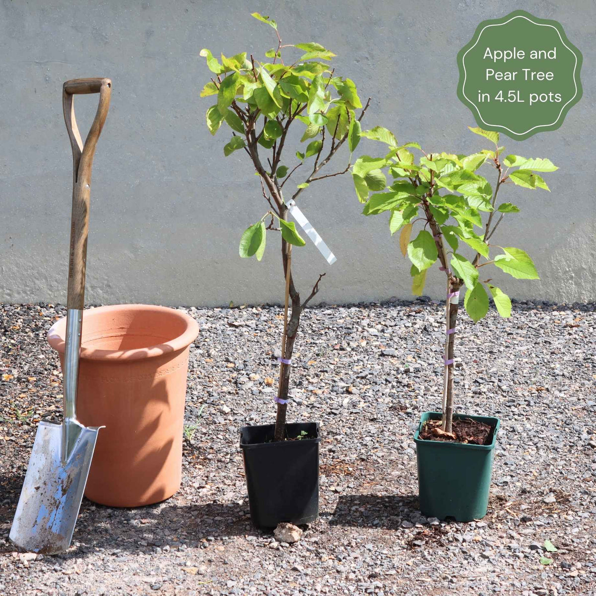 Patio Apple and Pear Trees | Perfect Partners – Roots Plants